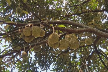 How Musang King Came To Be The Top Cultivar Of Durians | Durianed!
