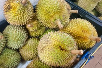 Why D88 Durian Is Oddly Associated With Pregnancy | Durianed!