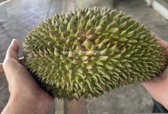 6 Most Famous Penang Durians That Will Make You Stay | Durianed!